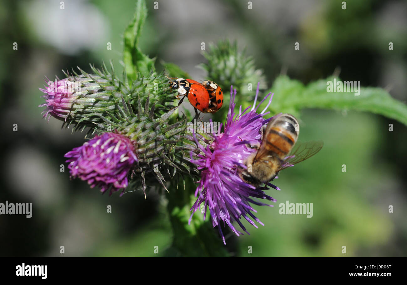 thistle, mating, mate, ladybug, insect, bee, insect, beetle, offspring ...