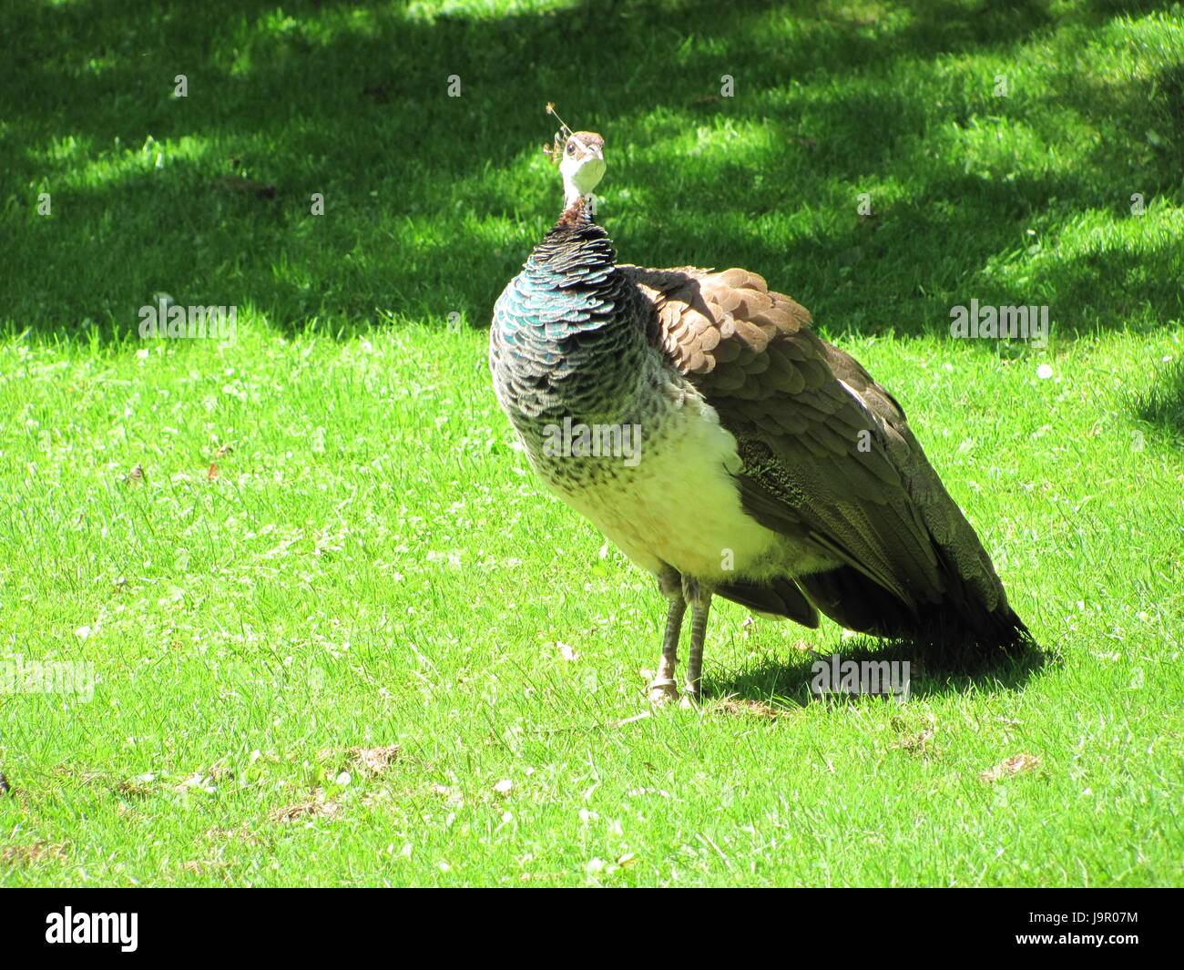 Pfauenfrauenvogel hi-res stock photography and images - Alamy