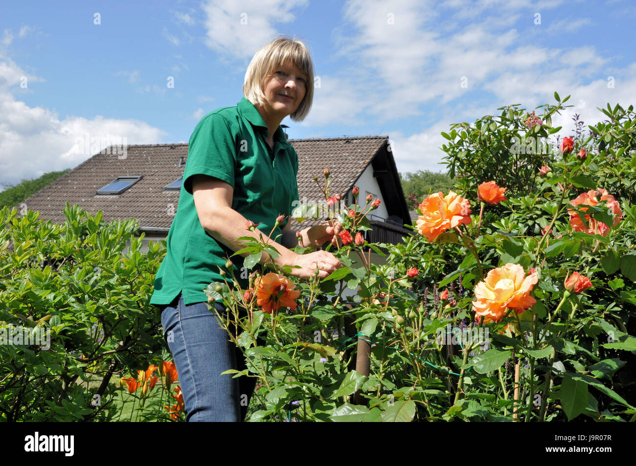 woman, pick, garden, roses, rosarium, gardens, woman, pick, blue, house ...