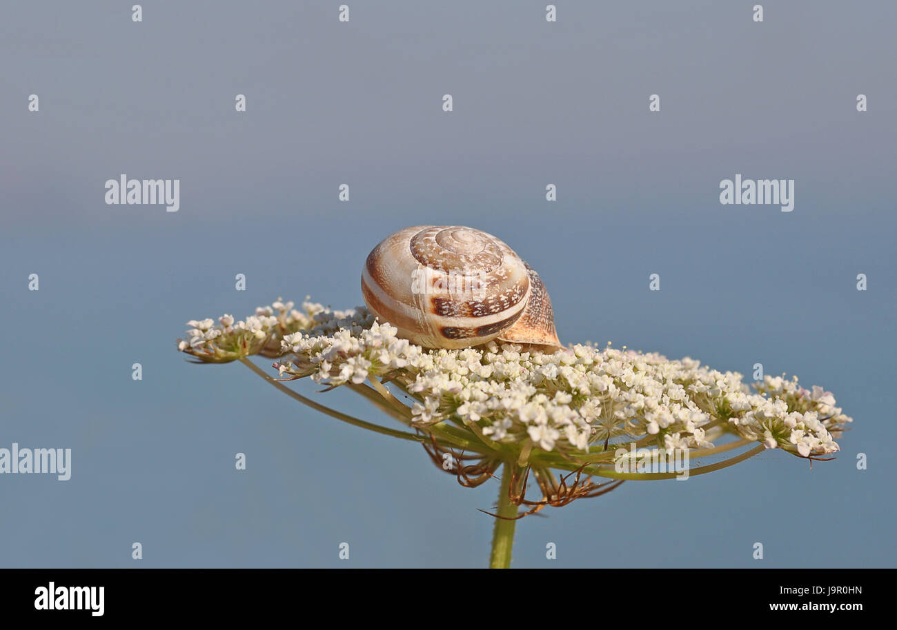flower, plant, bloom, blossom, flourish, flourishing, snail, snail ...
