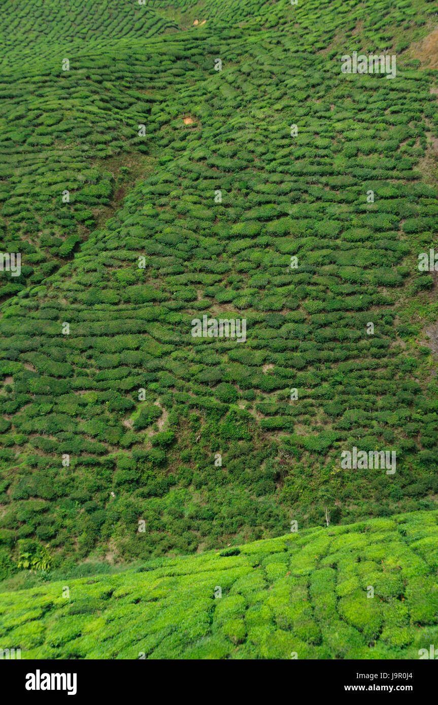 tea, tea-plantation, tealeaf, plant, leaf, asia, agriculture, farming ...