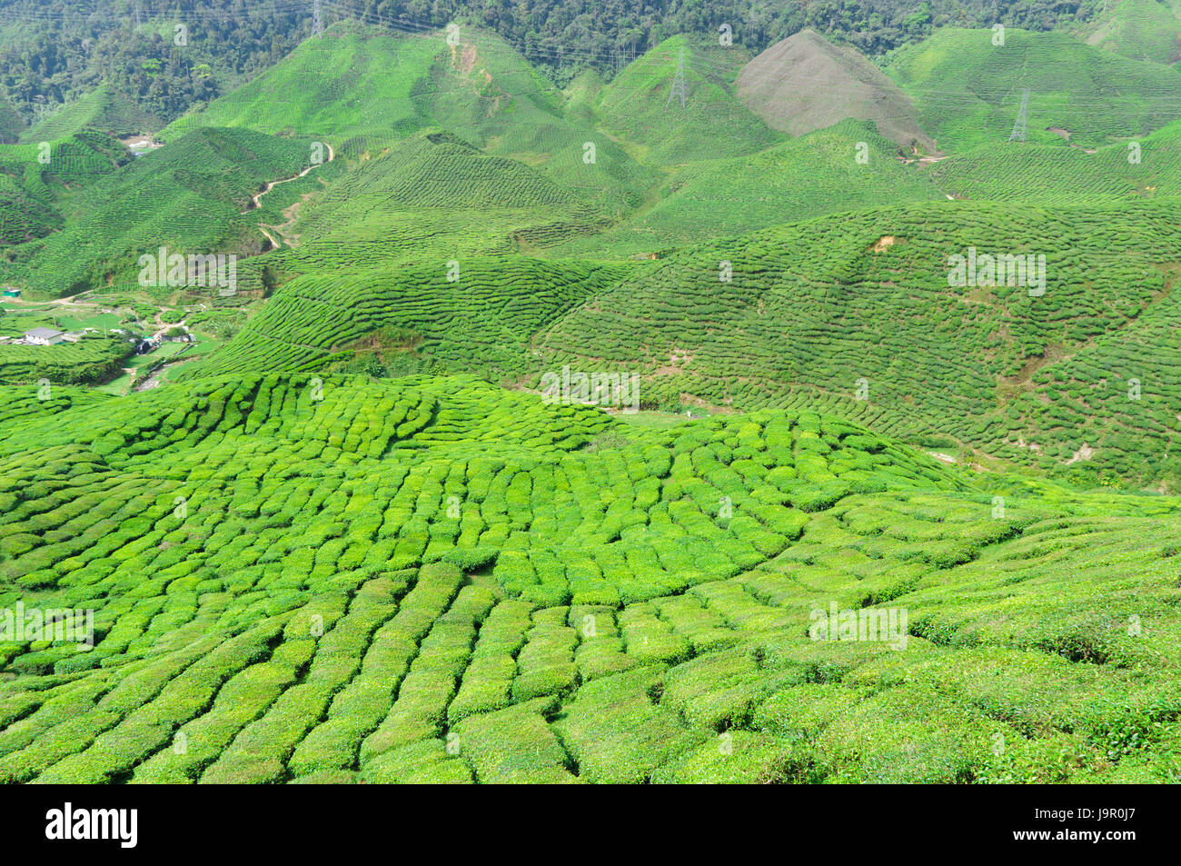 tea, tea-plantation, tealeaf, plant, leaf, asia, agriculture, farming ...