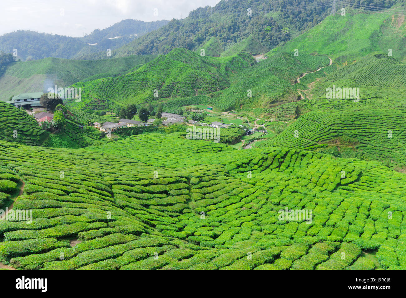 tea, tea-plantation, tealeaf, plant, leaf, asia, agriculture, farming ...