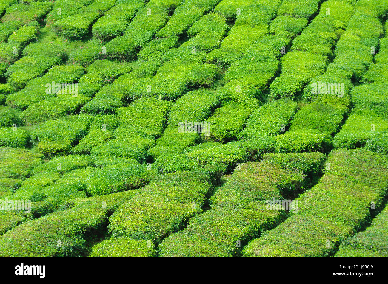 tea, tea-plantation, tealeaf, plant, leaf, asia, agriculture, farming ...