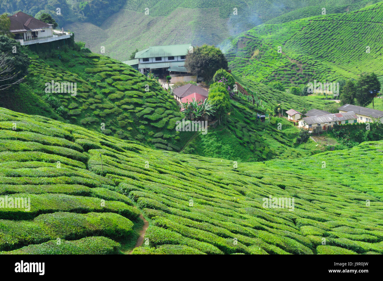 tea, tea-plantation, tealeaf, plant, leaf, asia, agriculture, farming ...