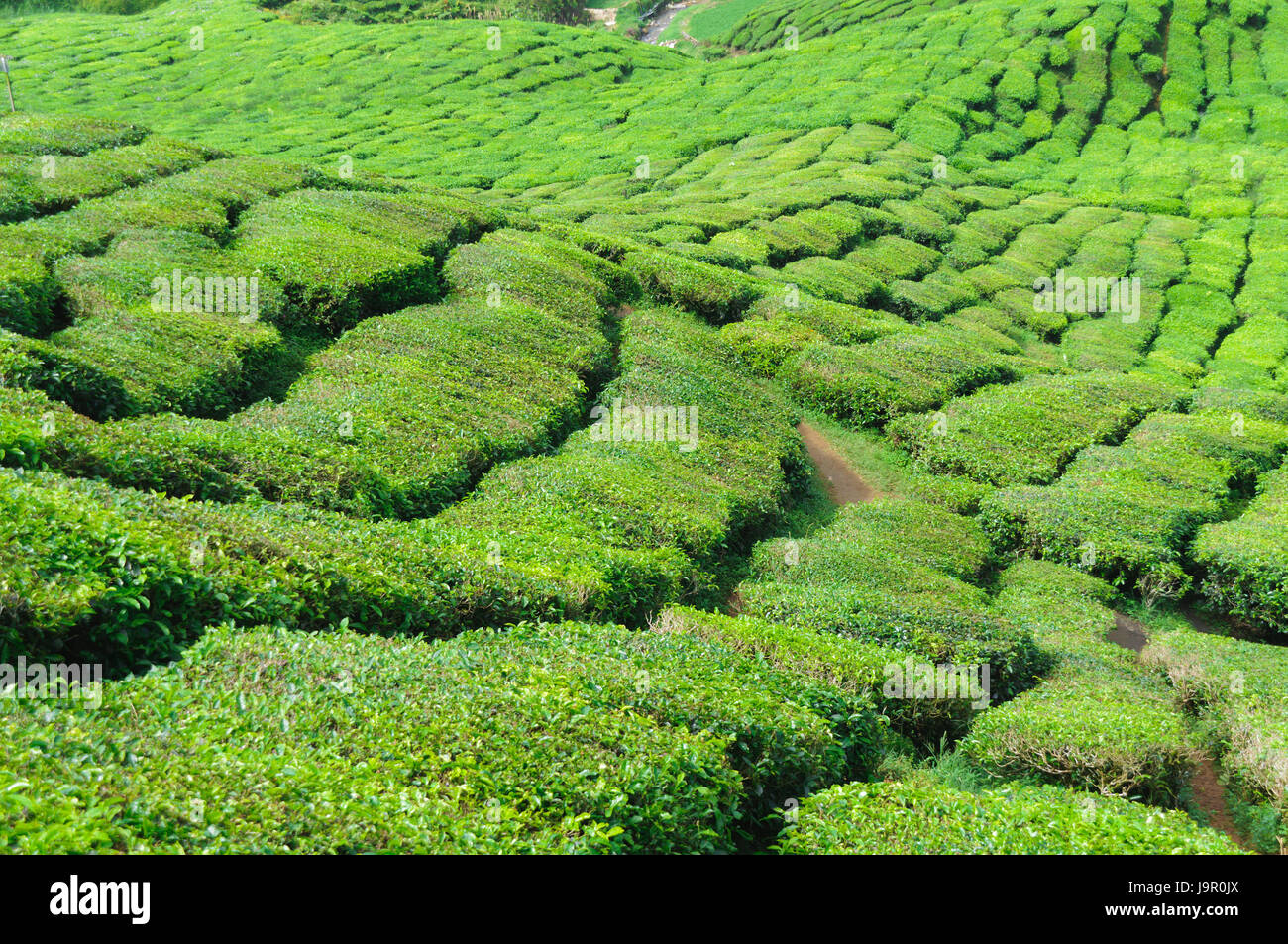 tea, tea-plantation, tealeaf, plant, leaf, asia, agriculture, farming ...
