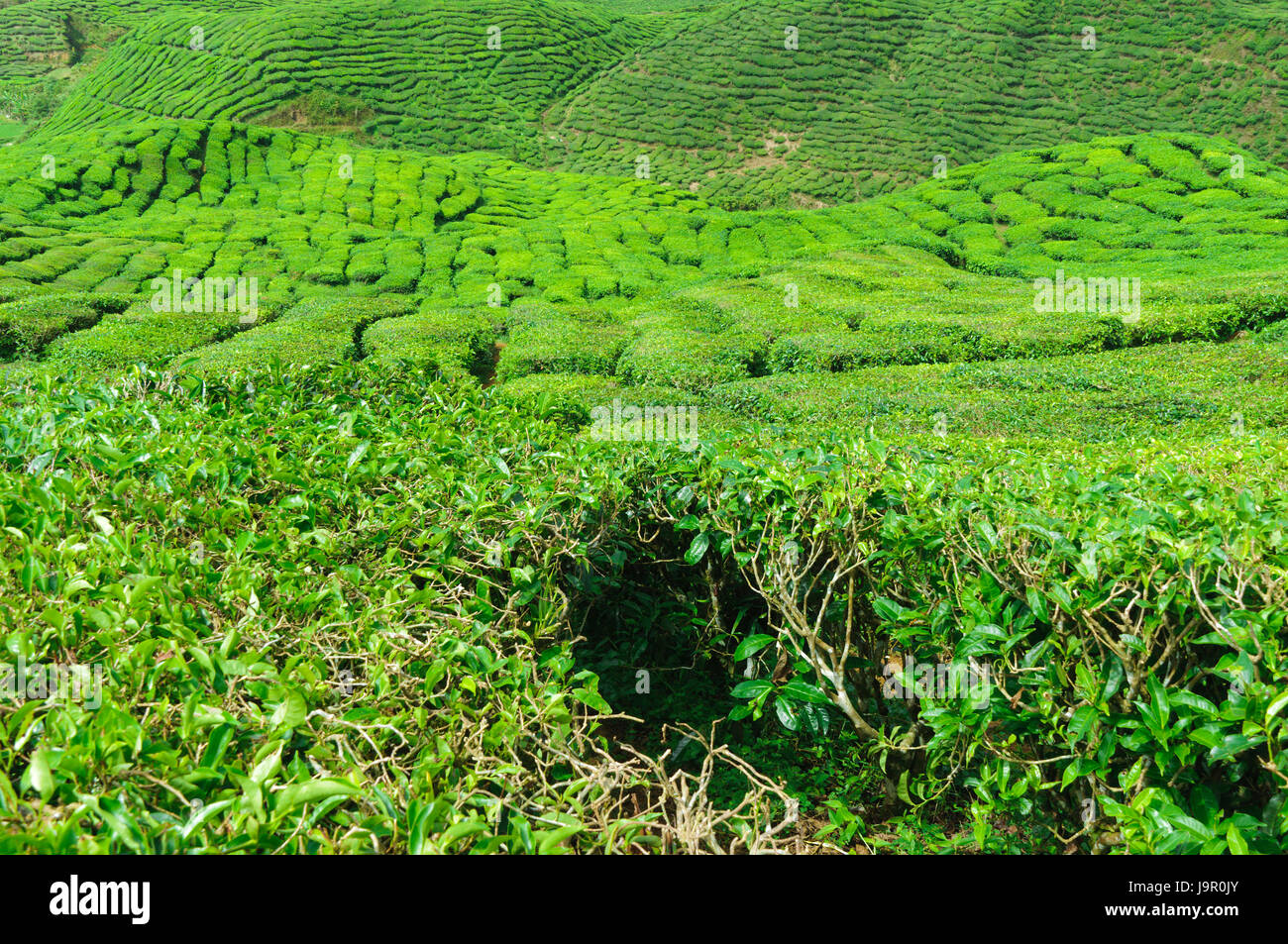 tea, tea-plantation, tealeaf, plant, leaf, asia, agriculture, farming ...