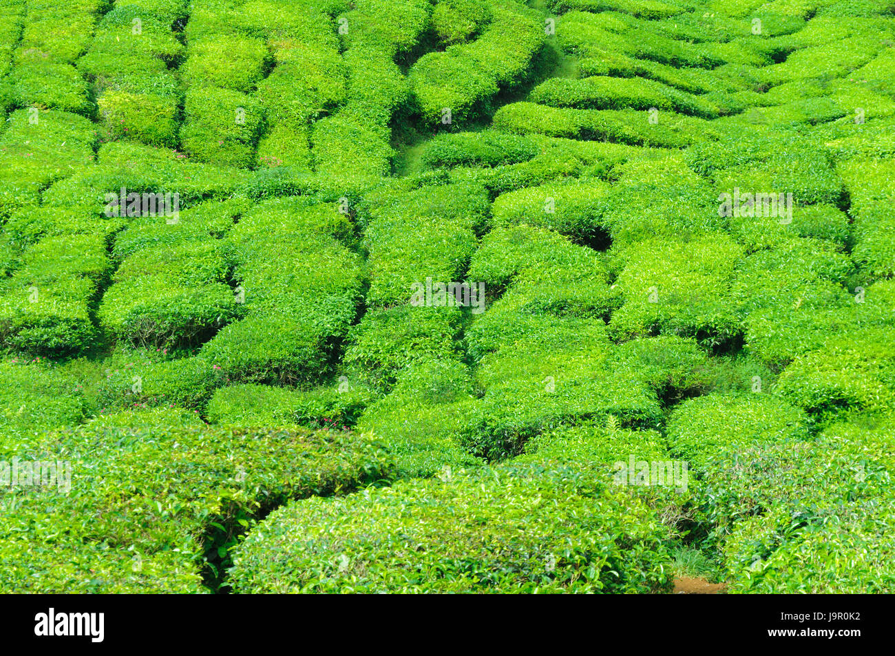 tea, tea-plantation, tealeaf, plant, leaf, asia, agriculture, farming ...