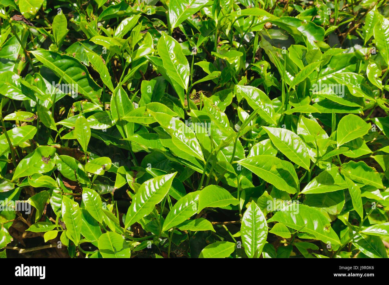 tea, tea-plantation, tealeaf, plant, leaf, asia, agriculture, farming ...