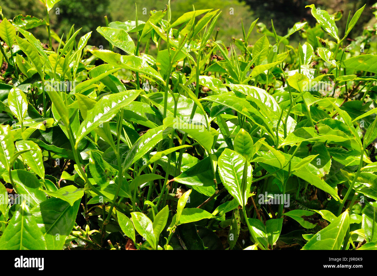 tea, tea-plantation, tealeaf, plant, leaf, asia, agriculture, farming ...
