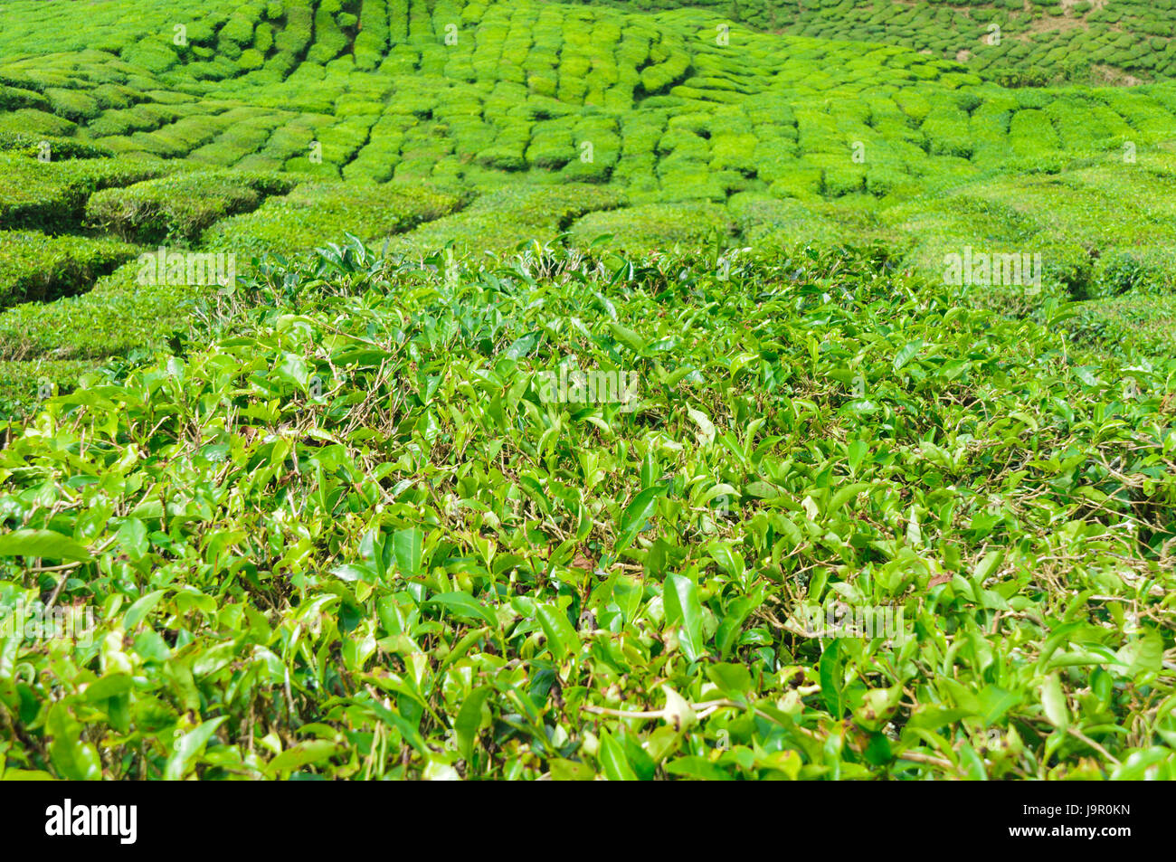 tea, tea-plantation, tealeaf, plant, leaf, asia, agriculture, farming ...