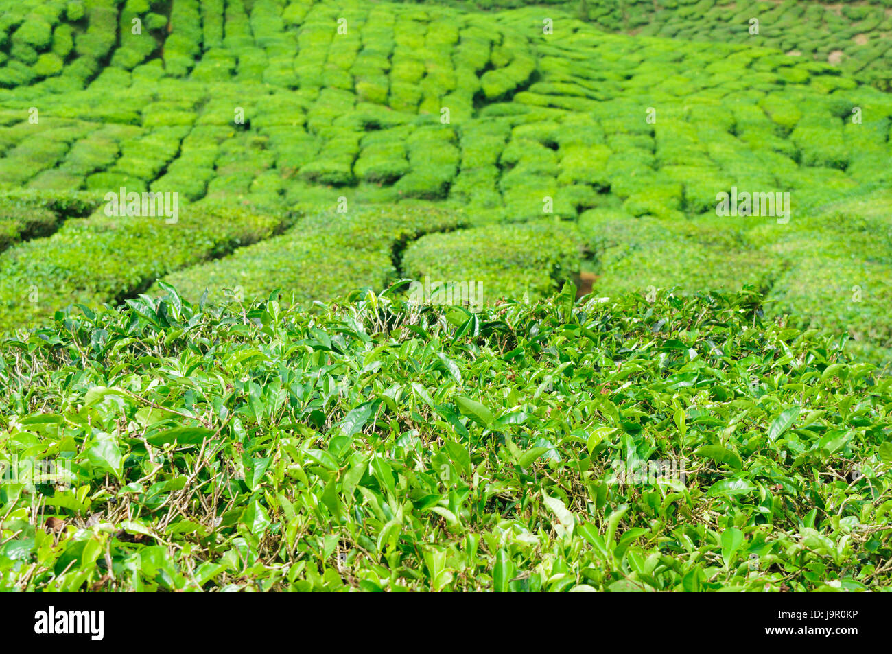 tea, tea-plantation, tealeaf, plant, leaf, asia, agriculture, farming ...