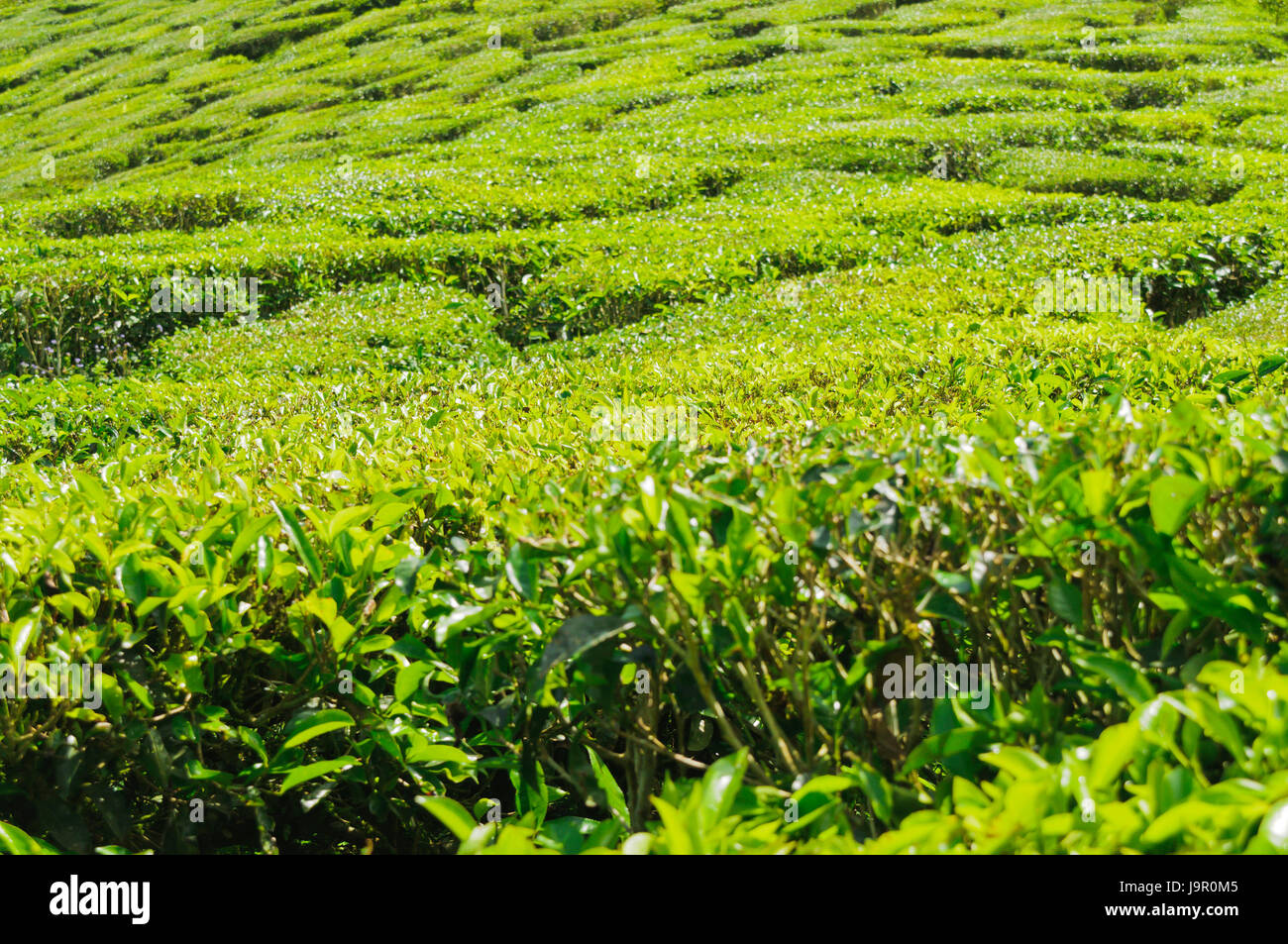 tea, tea-plantation, tealeaf, plant, leaf, asia, agriculture, farming ...