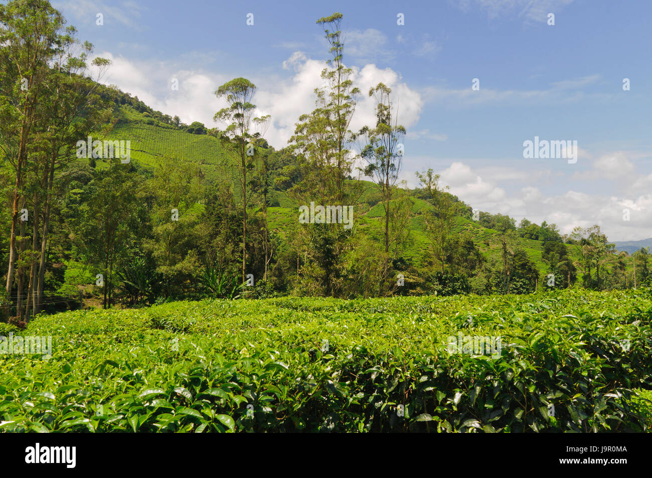 tea, tea-plantation, tealeaf, plant, leaf, asia, agriculture, farming ...