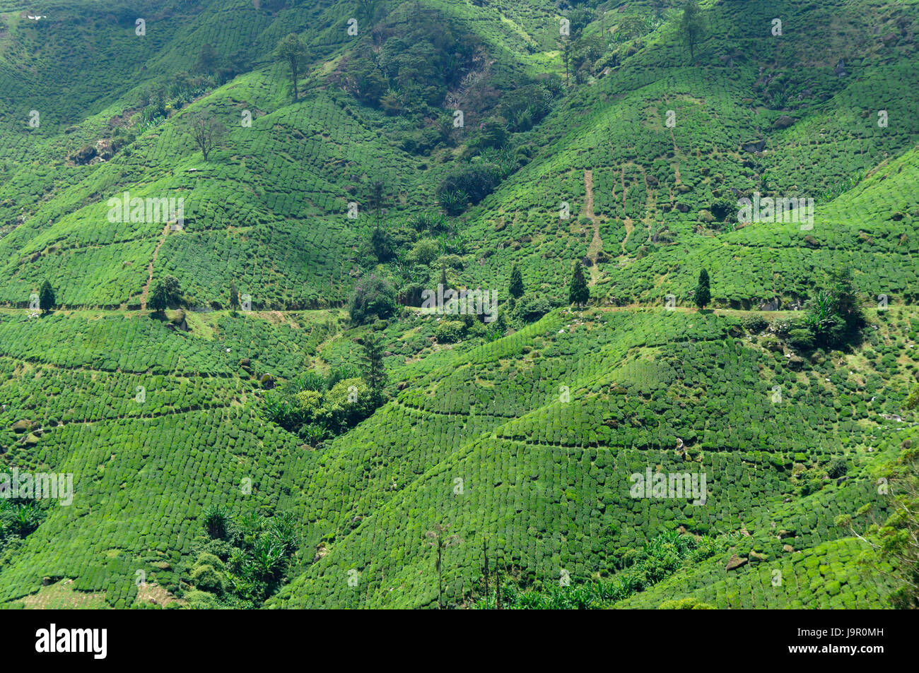 tea, tea-plantation, tealeaf, plant, leaf, asia, agriculture, farming ...