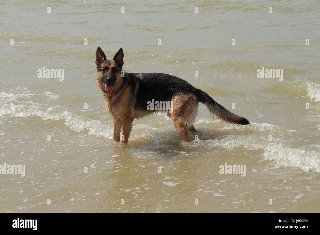 Shepherd in profile hi-res stock photography and images - Alamy