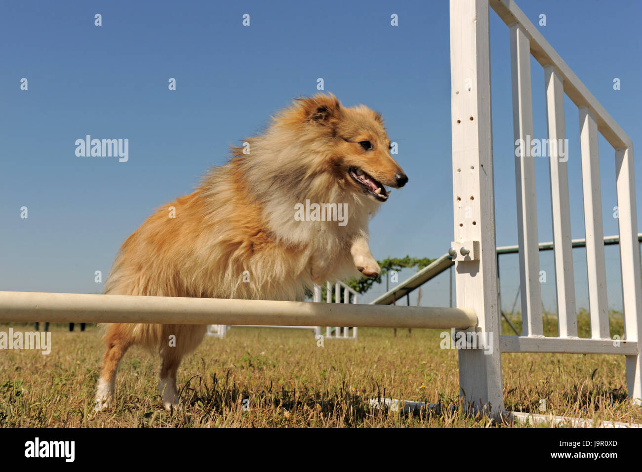 dog, spring, bouncing, bounces, hop, skipping, frisks, jumping, jump ...