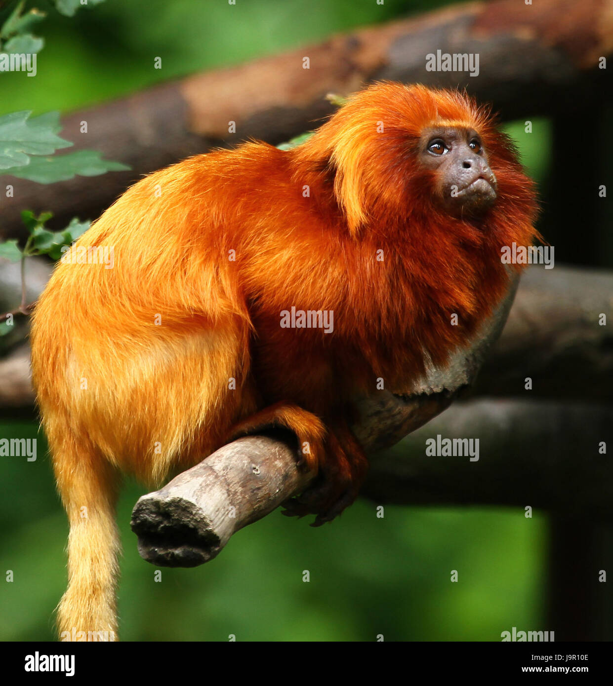 tree, mammal, monkey, physiognomy, tree, animal, mammal, monkey, eyes ...