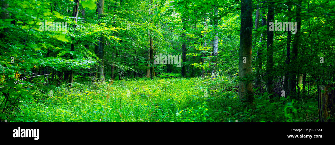 deciduous tree, deciduous forest, woods, forest, leaf, tree, deciduous ...