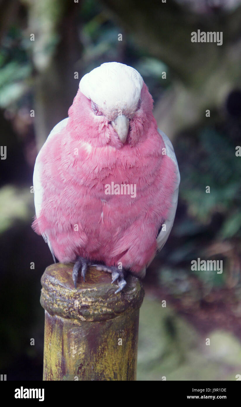 Pink sleepy parrot sitting on a pole Stock Photo - Alamy