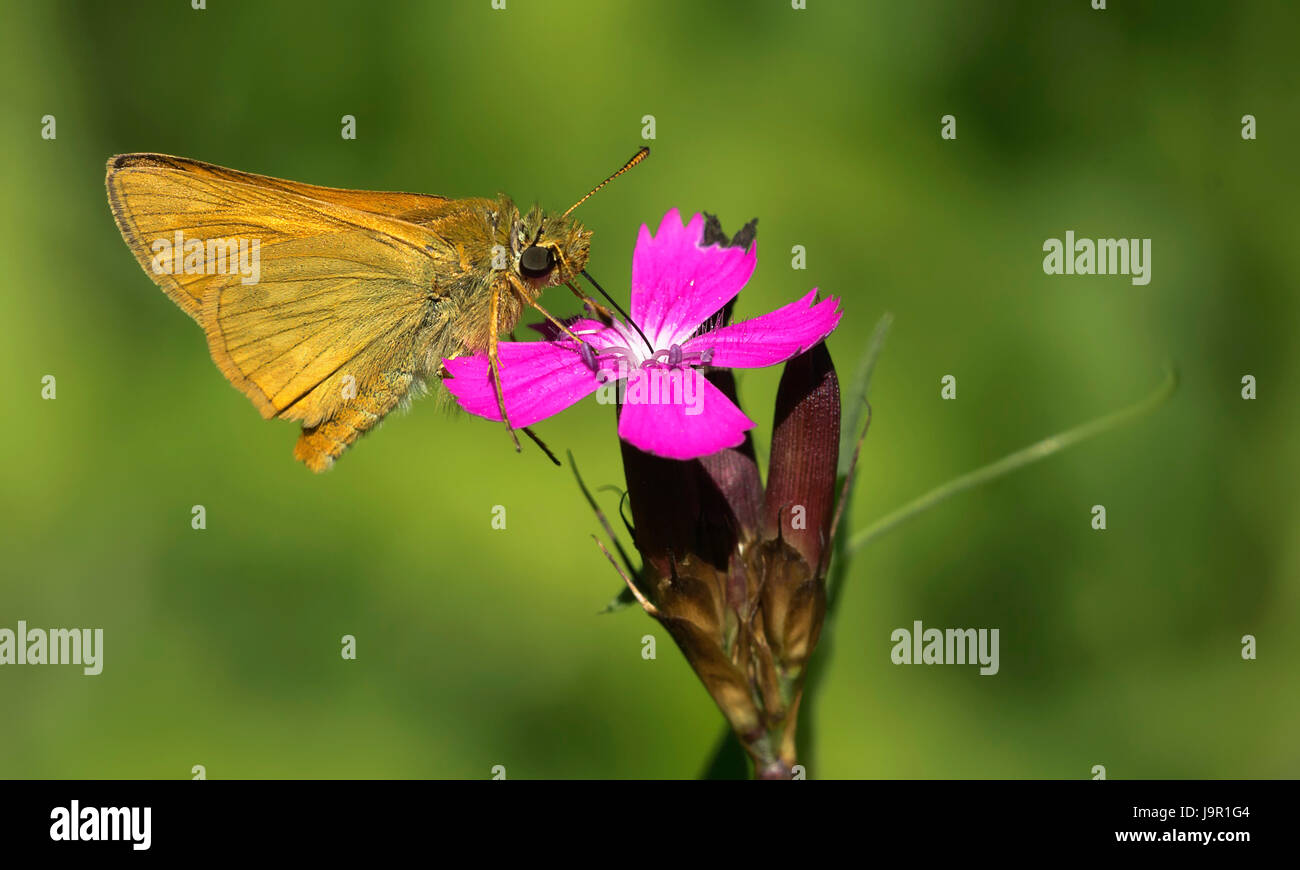 Rust colored flower hi-res stock photography and images - Alamy