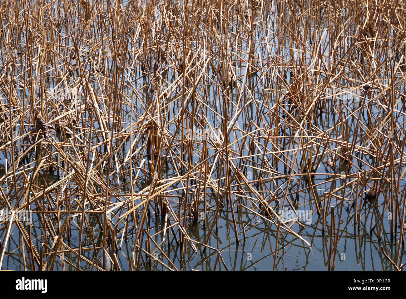 Field of dry cane. Background and textures photography Stock Photo - Alamy