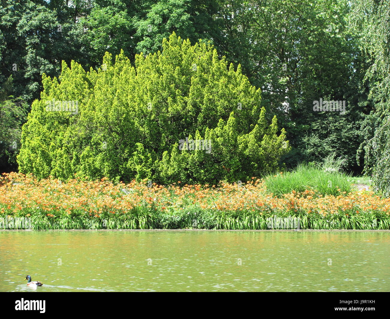 tree, trees, sight, view, outlook, perspective, vista, panorama ...