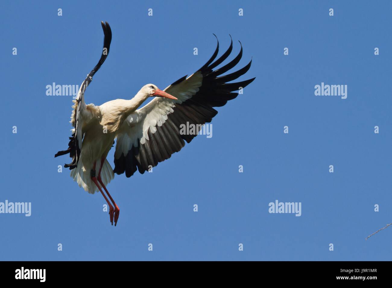 white stork in flight Stock Photo - Alamy