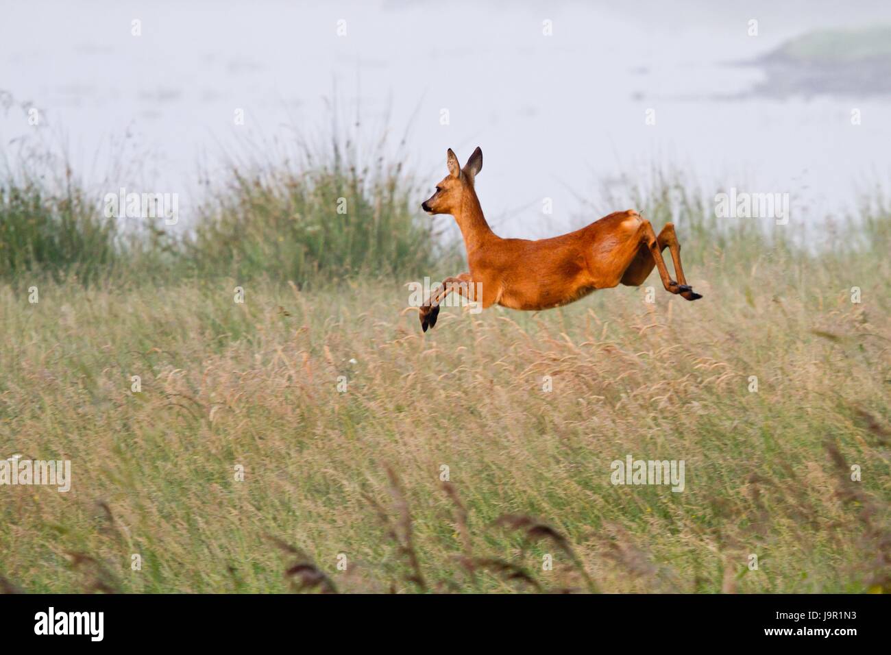 Sprung wiese wild zoom wasser see teich ricke hi-res stock photography ...
