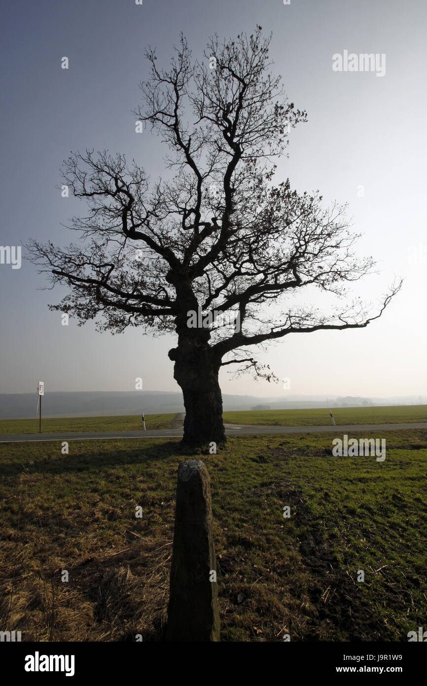 tree, deciduous tree, oak, very old, leaves, foliage, big, large ...