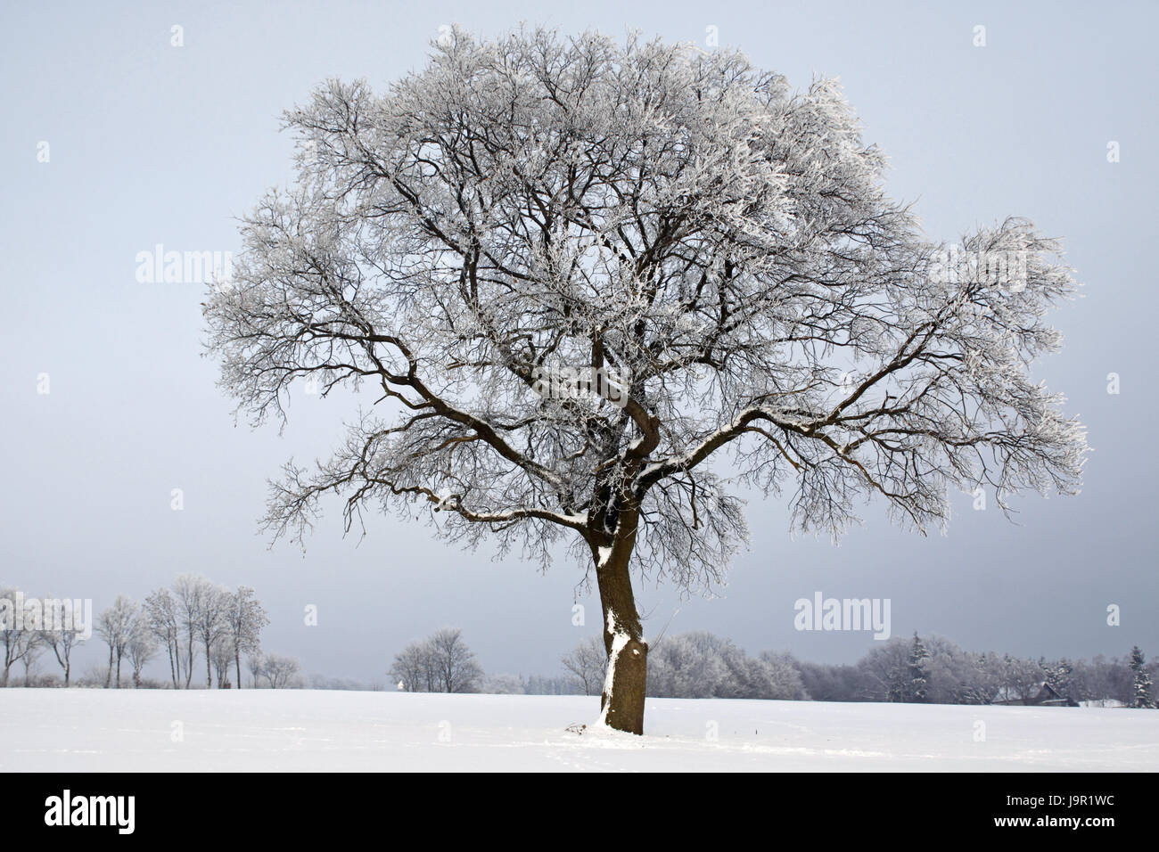 deciduous tree, oak, winter landscape, hoarfrost, german, blue, tree ...