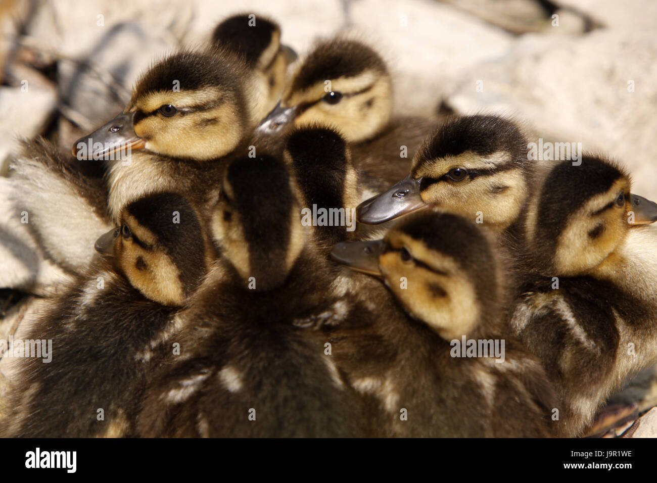 small, tiny, little, short, chick, mallard, cute, animal, bird, birds ...
