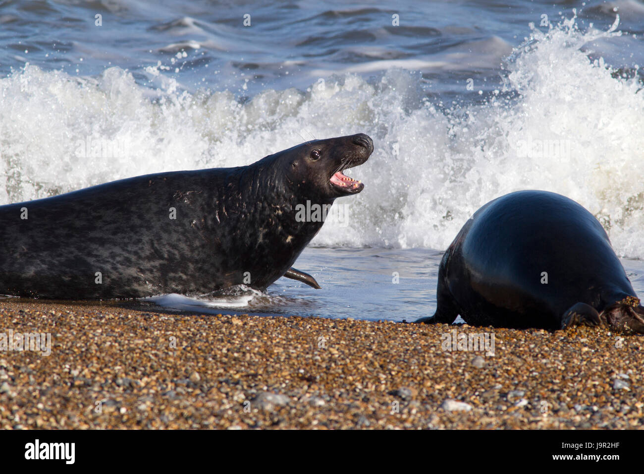 Grey Seal, Halichoerus grypus, single adult male on beach, showing ...