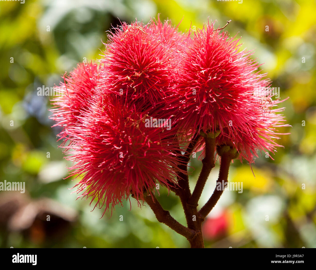 Ohia lehua blossom hi-res stock photography and images - Alamy