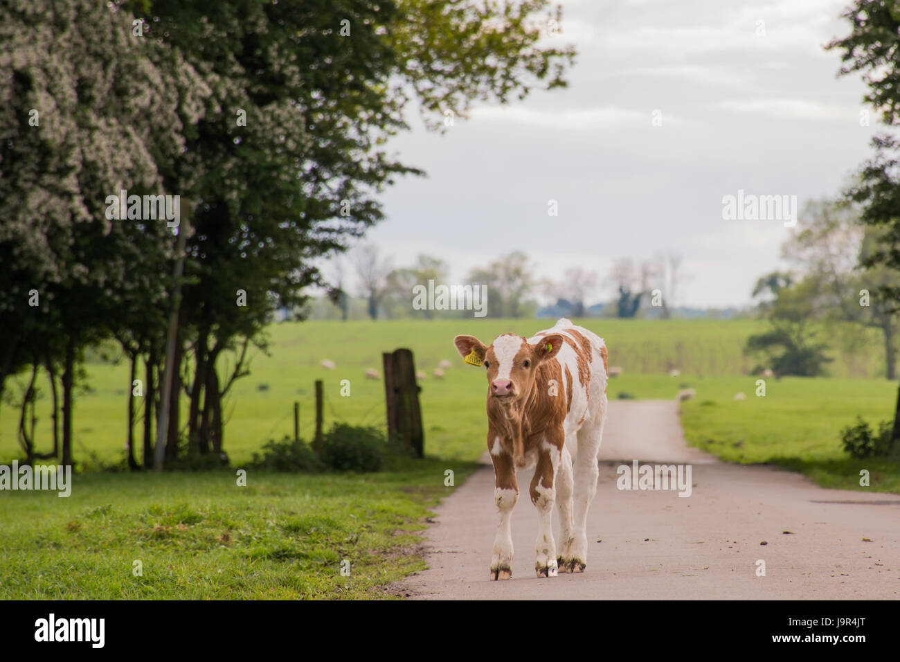 a young calf standing in the road Stock Photo - Alamy