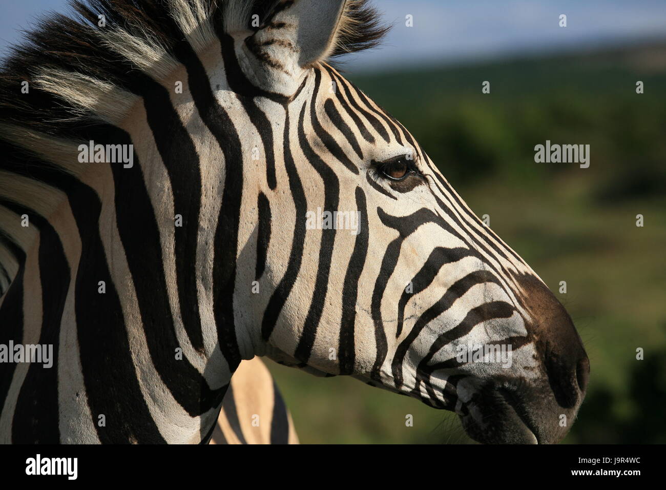 macro, close-up, macro admission, close up view, africa, zebra, head ...