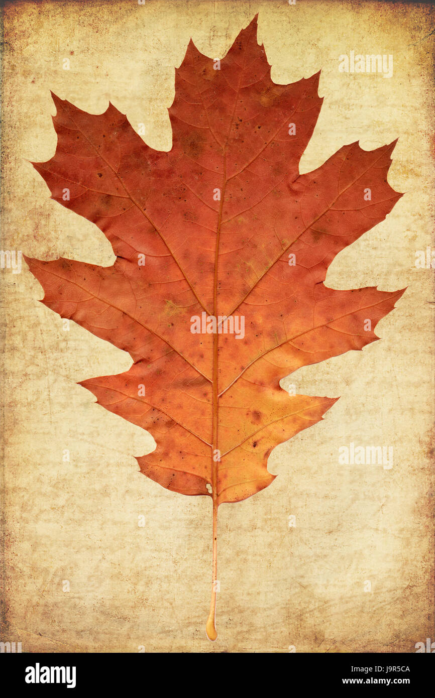 historical, letter, autumn leaves, sheet of paper, paper, old, fall ...