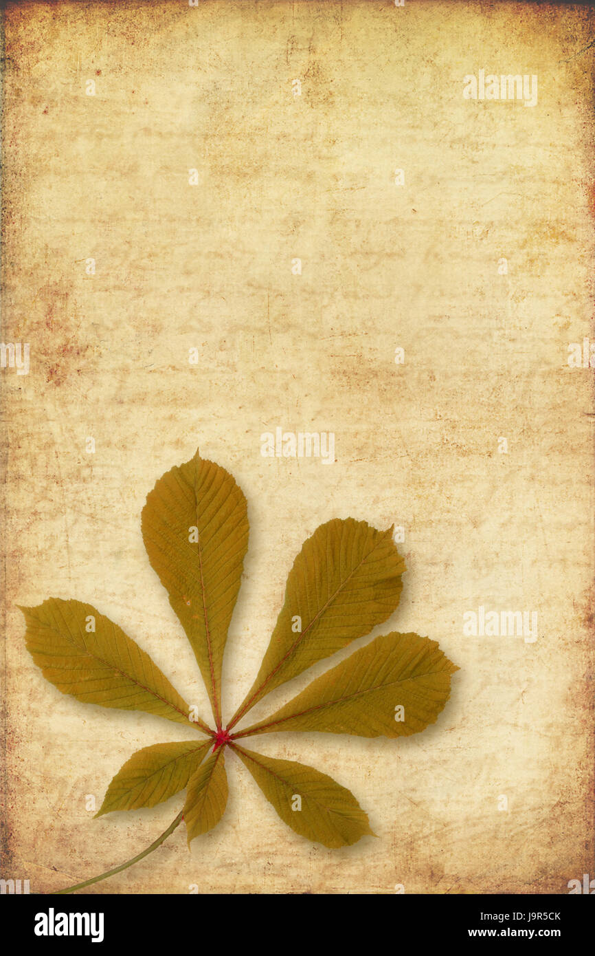 historical, letter, autumn leaves, sheet of paper, paper, old, fall ...