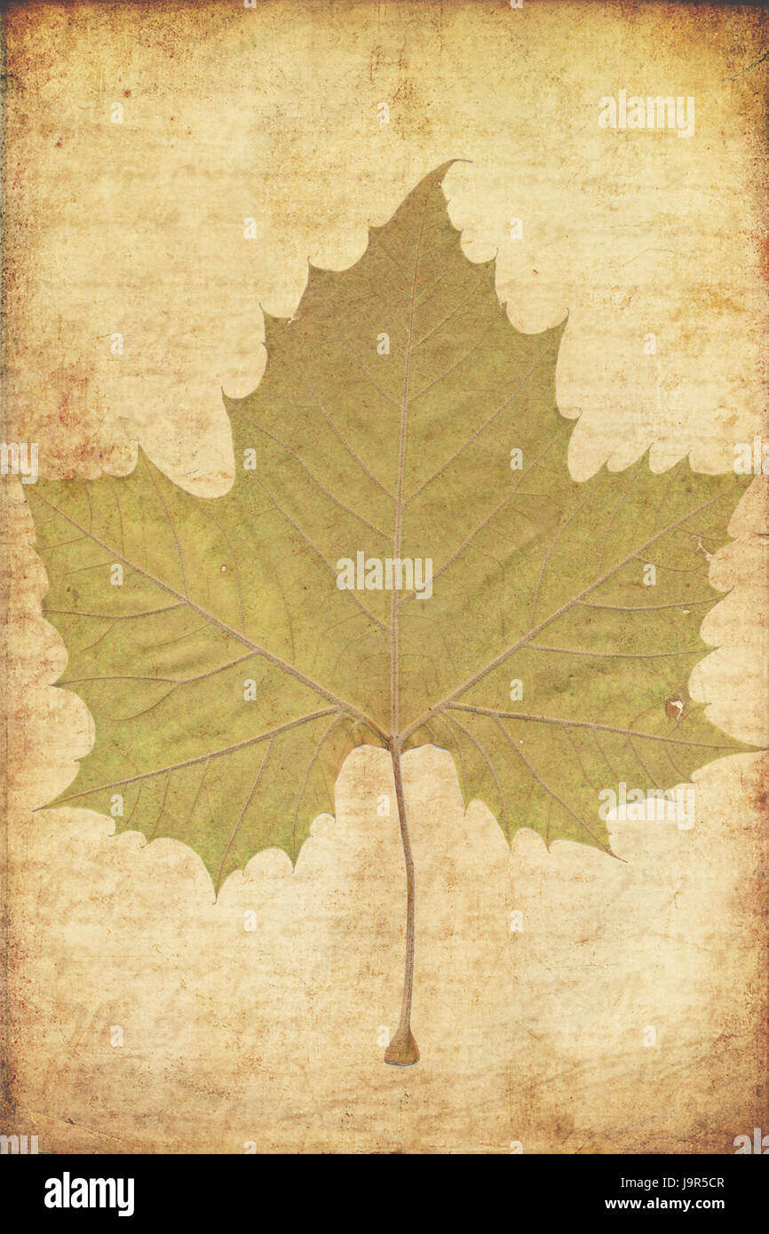 historical, letter, autumn leaves, sheet of paper, paper, old, fall ...