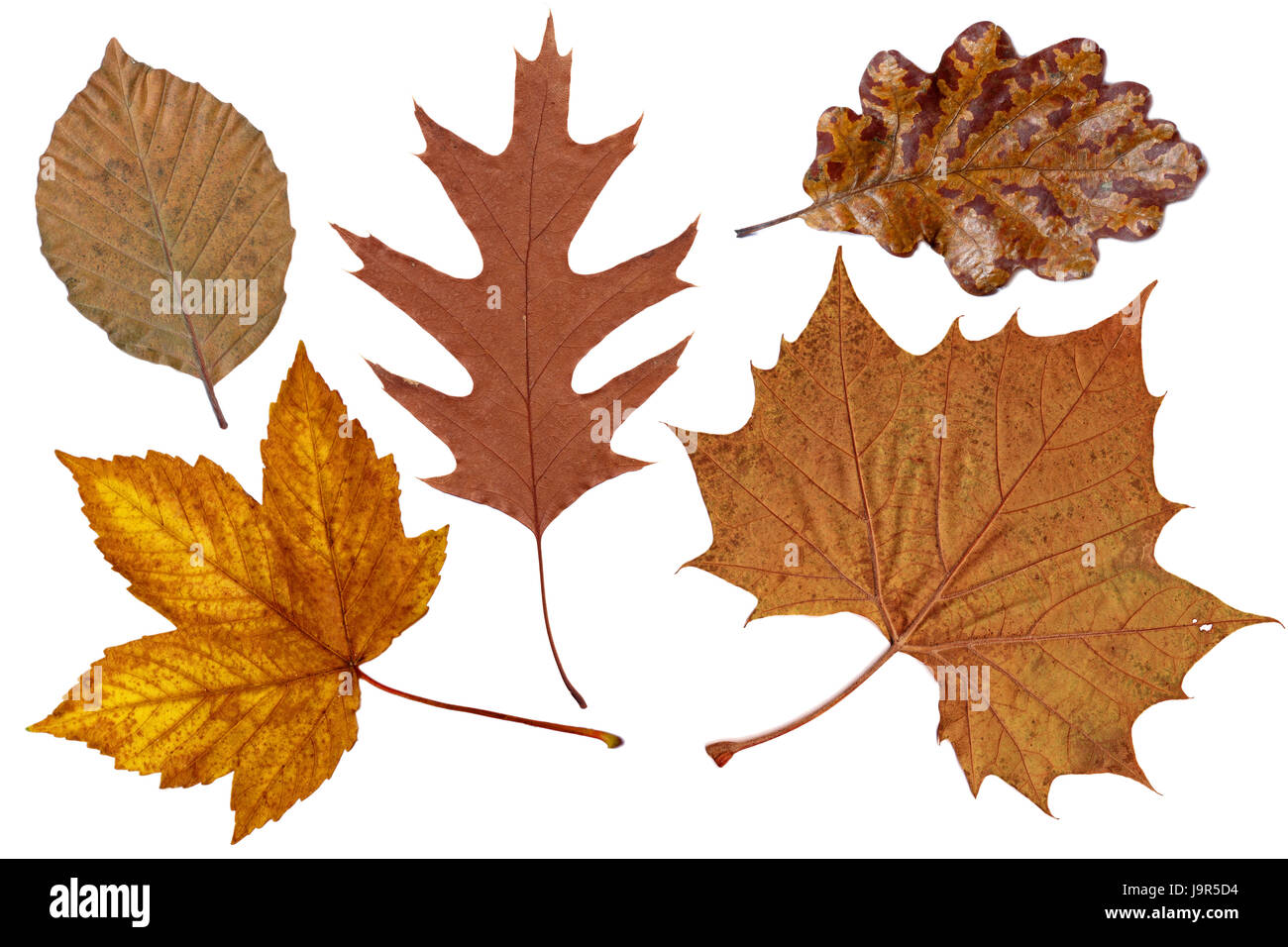 brown autumn leaves Stock Photo - Alamy
