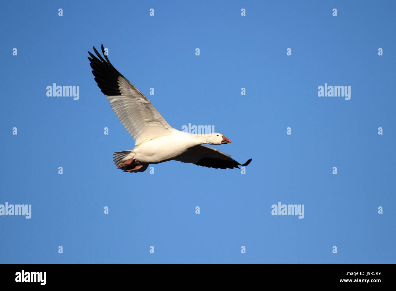 wild, snow, coke, cocaine, material, drug, anaesthetic, addictive drug ...