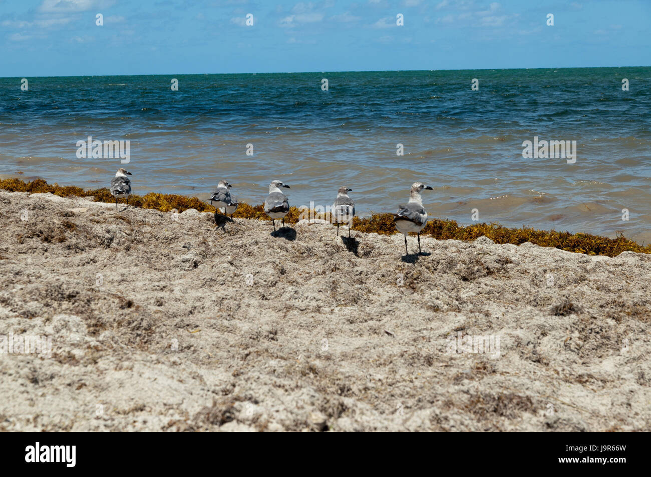beach, seaside, the beach, seashore, seagull, gull, team, blue, holiday ...