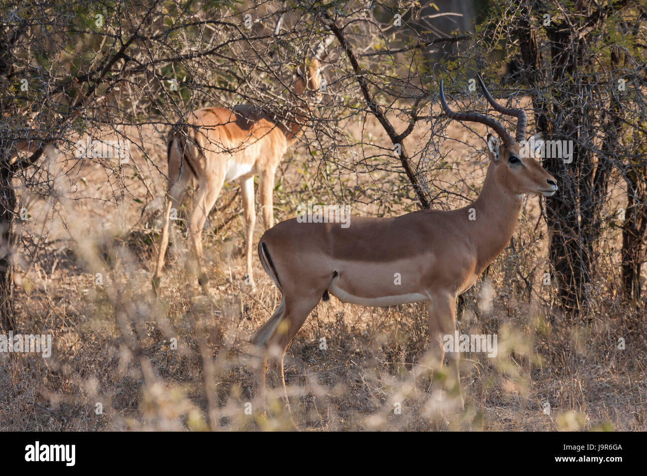 horizontal, step, tier, animal, wild, africa, animals, horizontal ...