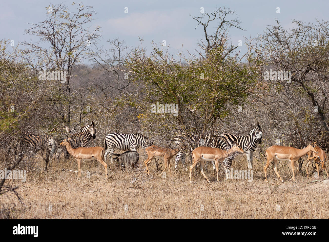 horizontal, step, tier, animal, wild, africa, animals, horizontal ...