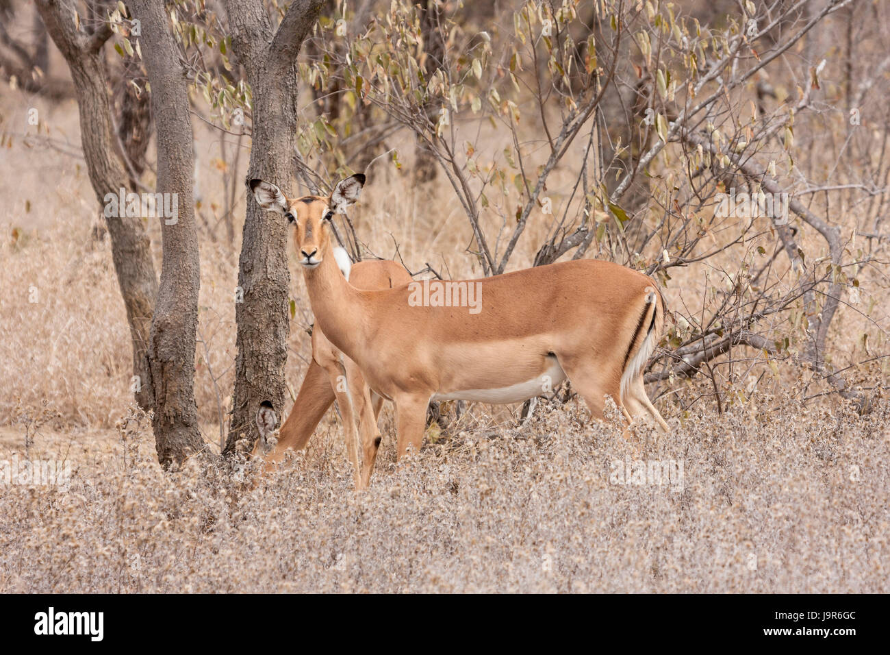 horizontal, step, tier, animal, wild, africa, animals, horizontal ...