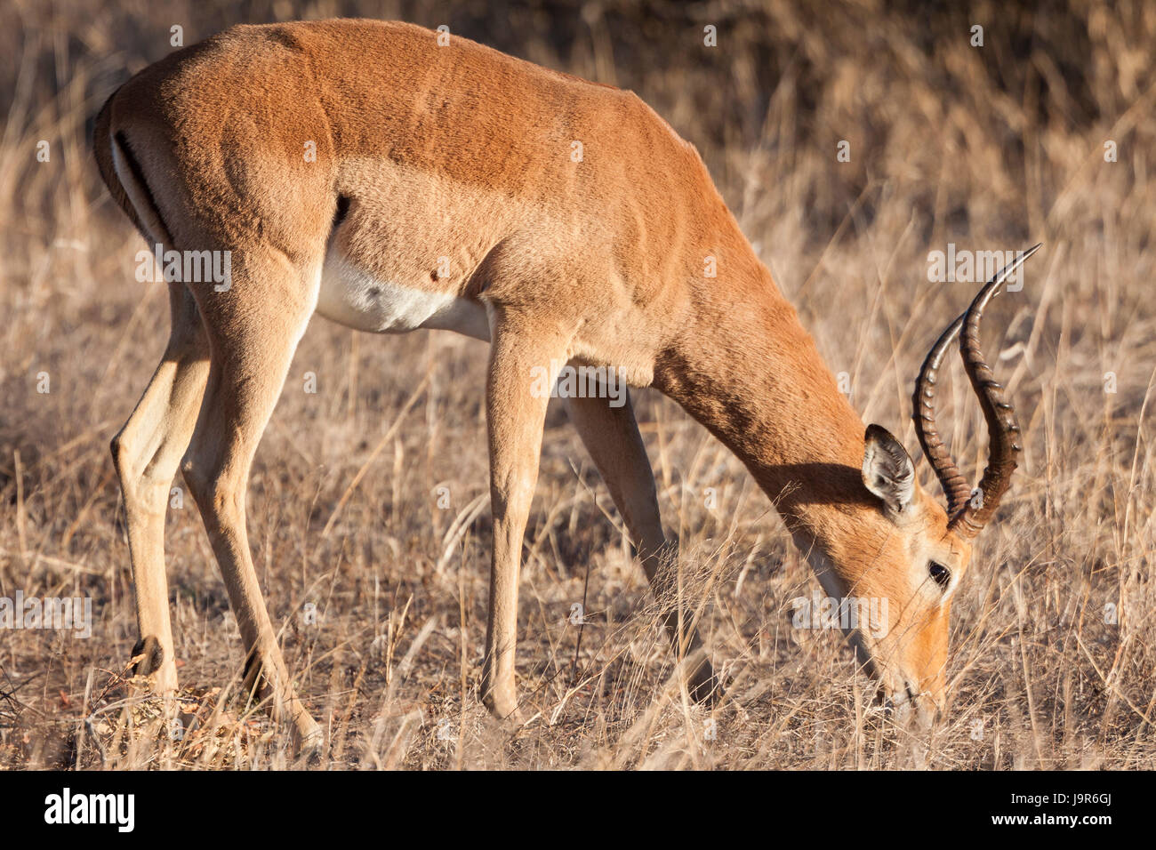 horizontal, step, tier, animal, wild, africa, animals, horizontal ...