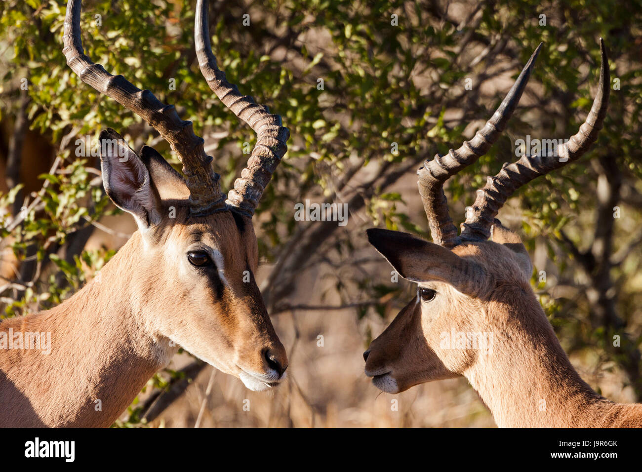 horizontal, step, tier, animal, wild, africa, animals, horizontal ...