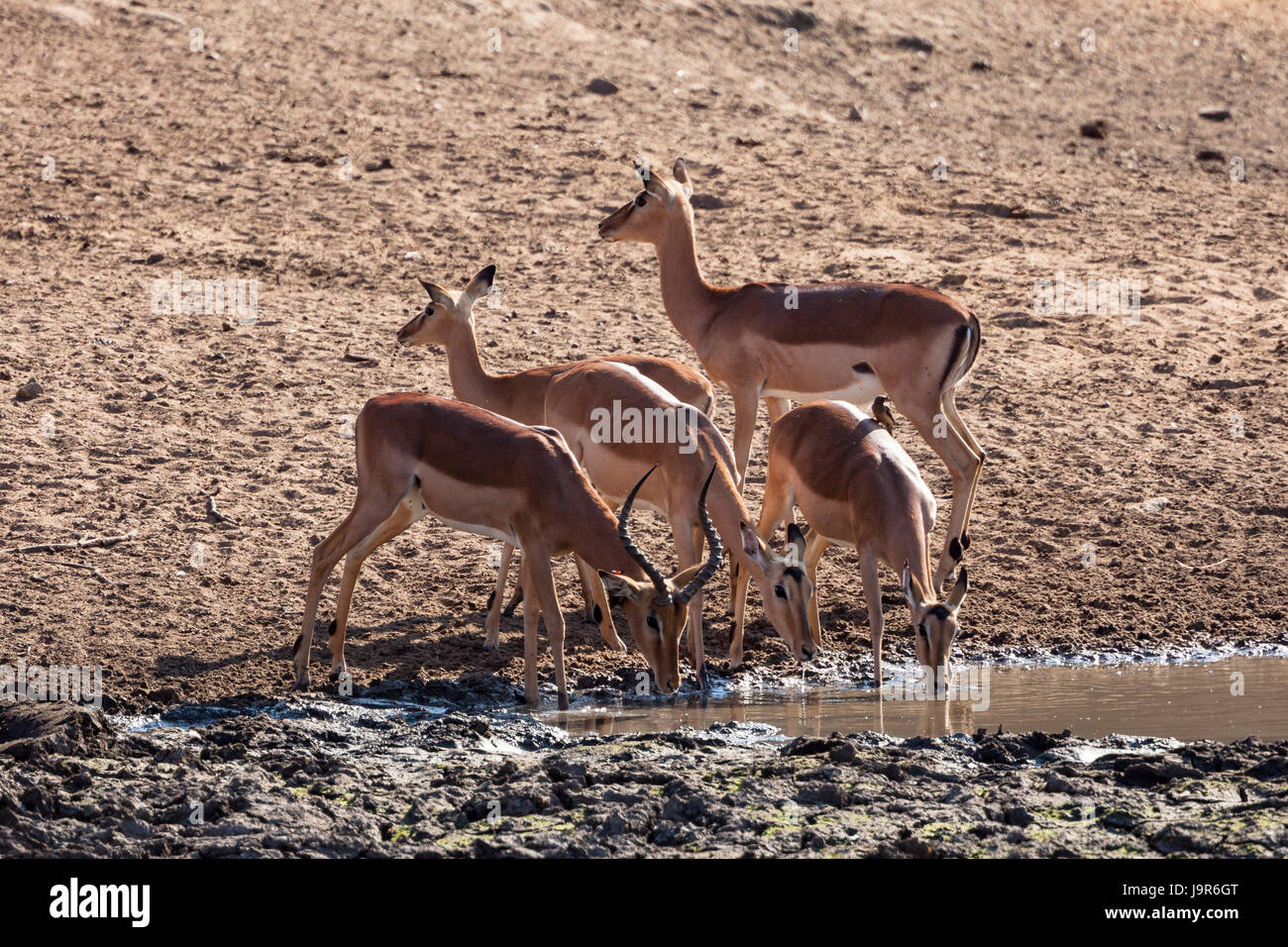 horizontal, step, tier, animal, wild, africa, animals, horizontal ...