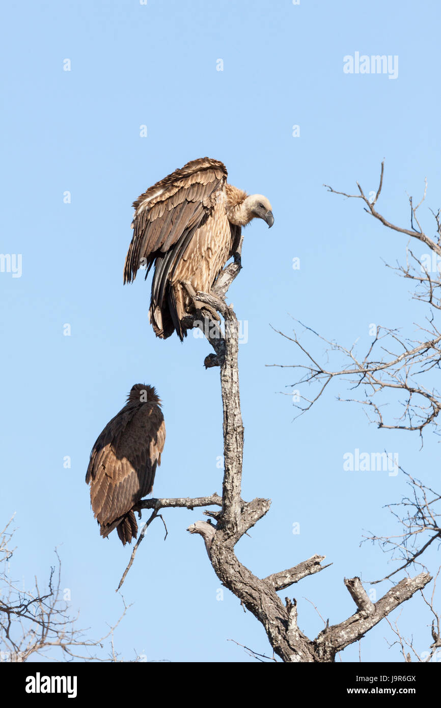 wild, tree, trees, animal, bird, wild, africa, birds, raptor, birds of ...