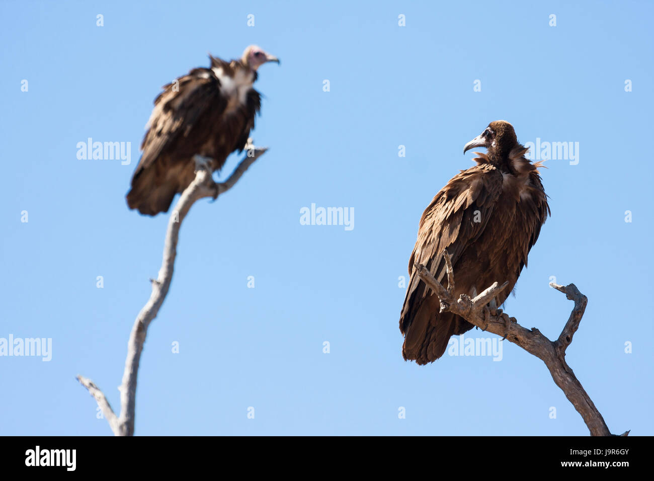 wild, tree, trees, animal, bird, wild, africa, birds, raptor, birds of ...
